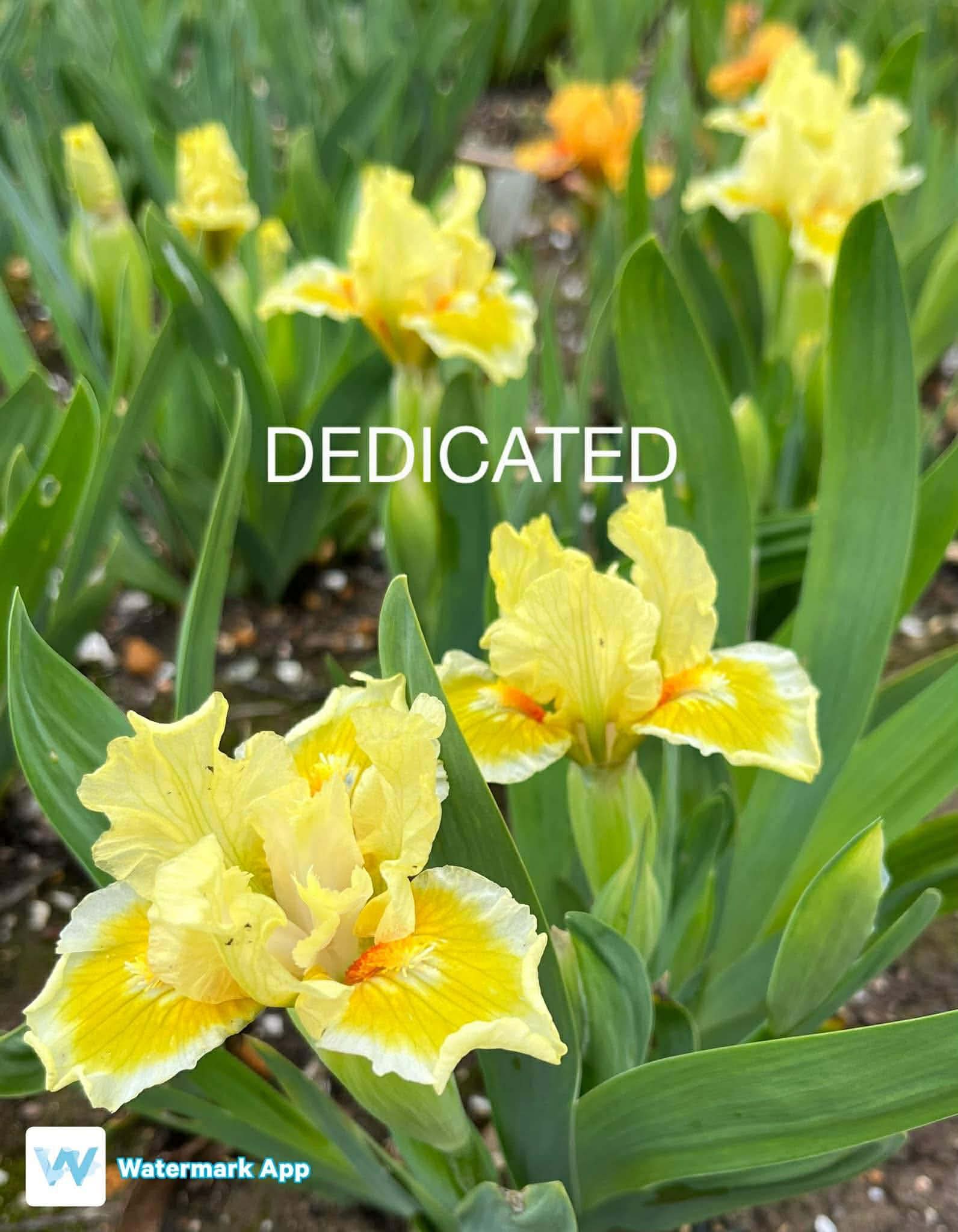 Dedicated | Iris Flowers | Iris Bulbs – Sunshine Iris and Daylily Nursery