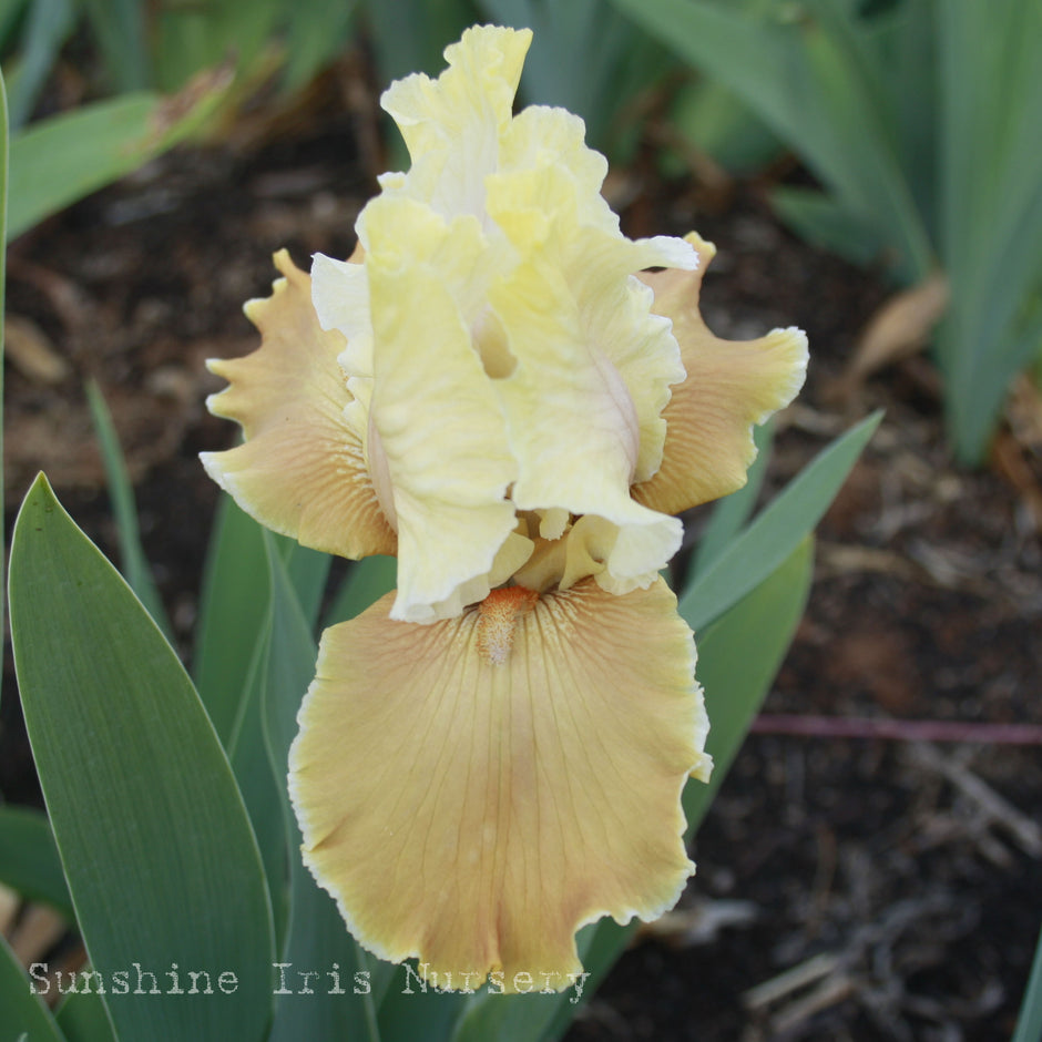 Products – Page 10 – Sunshine Iris Nursery