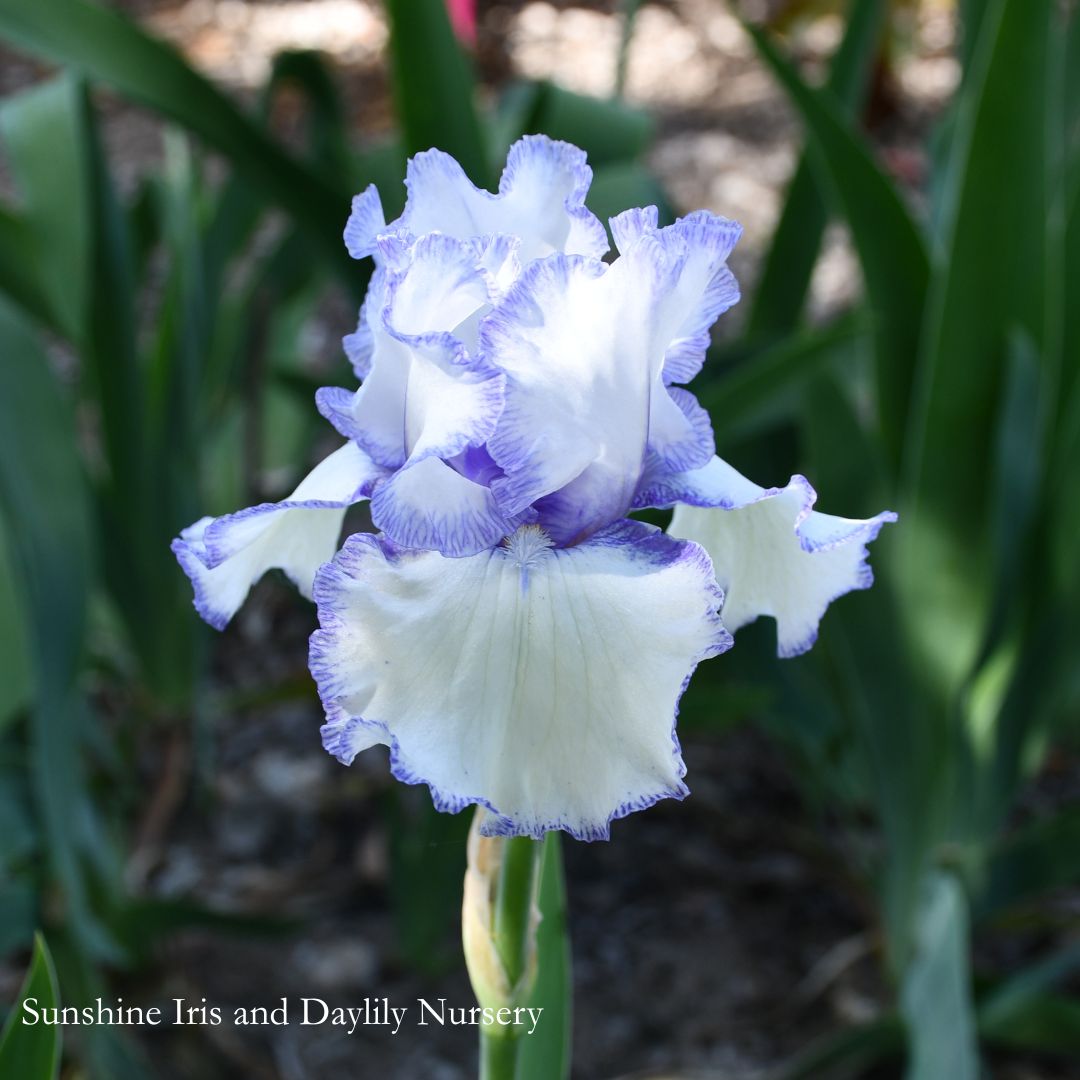 Freedom Song | Iris Flowers | Iris Bulbs – Sunshine Iris and Daylily ...