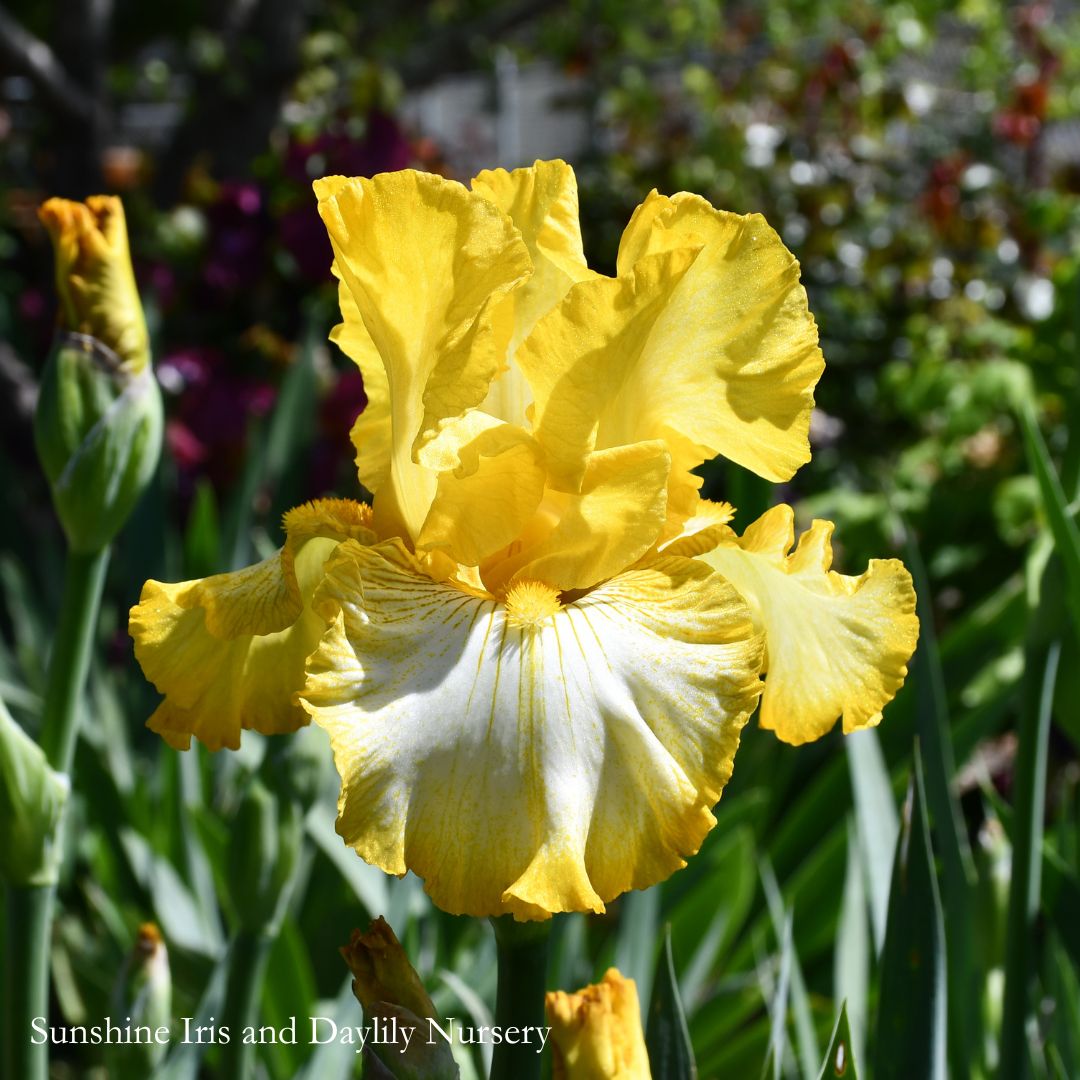 LIGHT BEAM | Iris Flowers | Iris Bulbs – Sunshine Iris and Daylily Nursery
