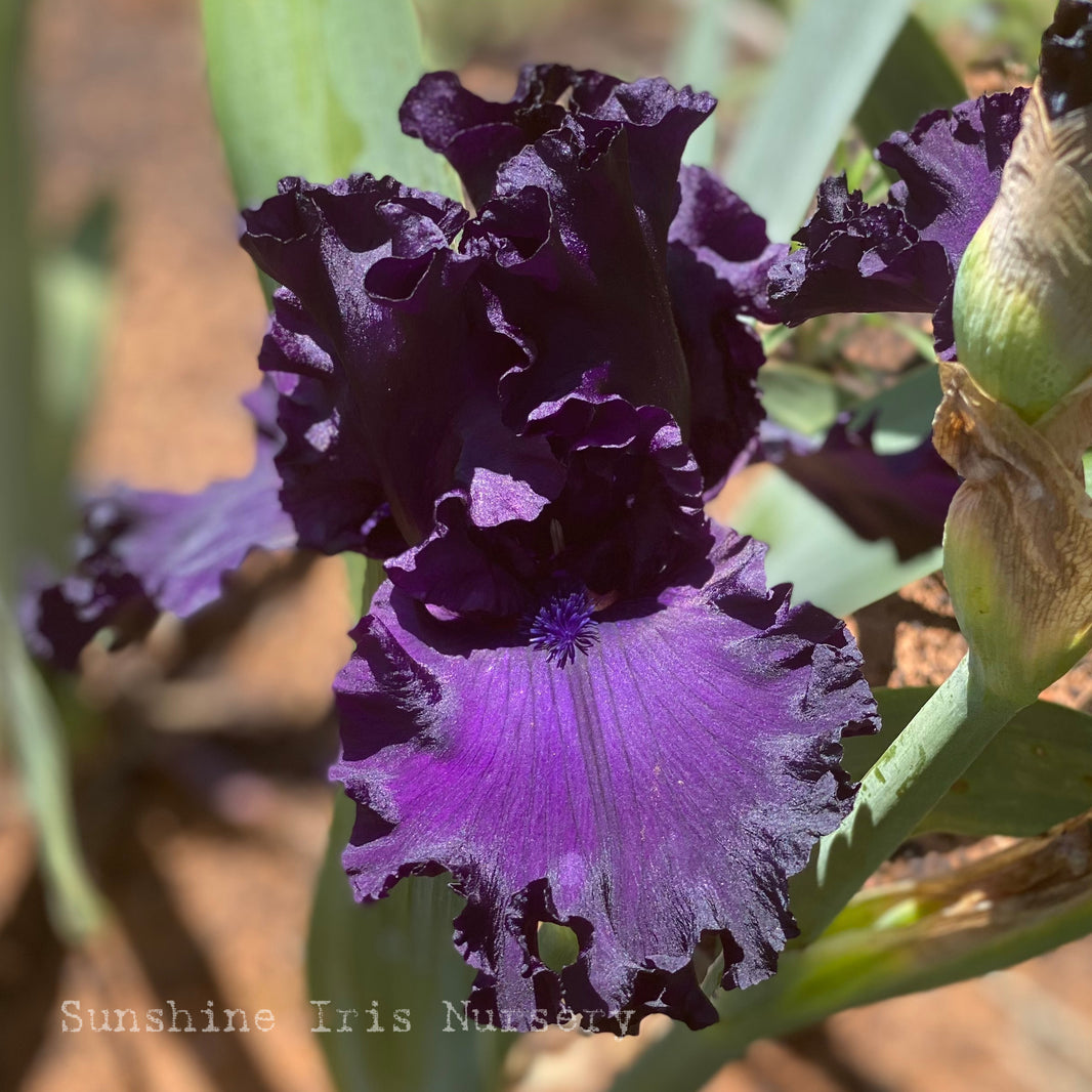 Sunshine Iris Nursery – Sunshine Iris and Daylily Nursery