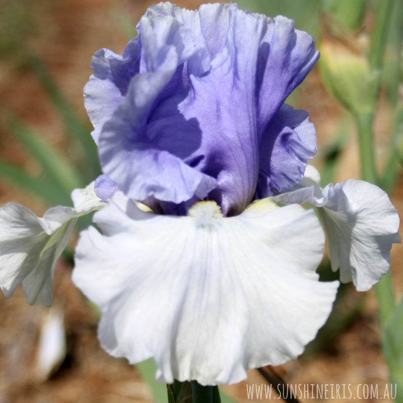 ALPENVIEW | Iris Flowers | Iris Bulbs – Sunshine Iris and Daylily Nursery