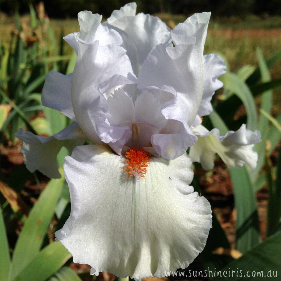 ARCTIC FOX | Iris Flowers | Iris Bulbs – Sunshine Iris and Daylily Nursery