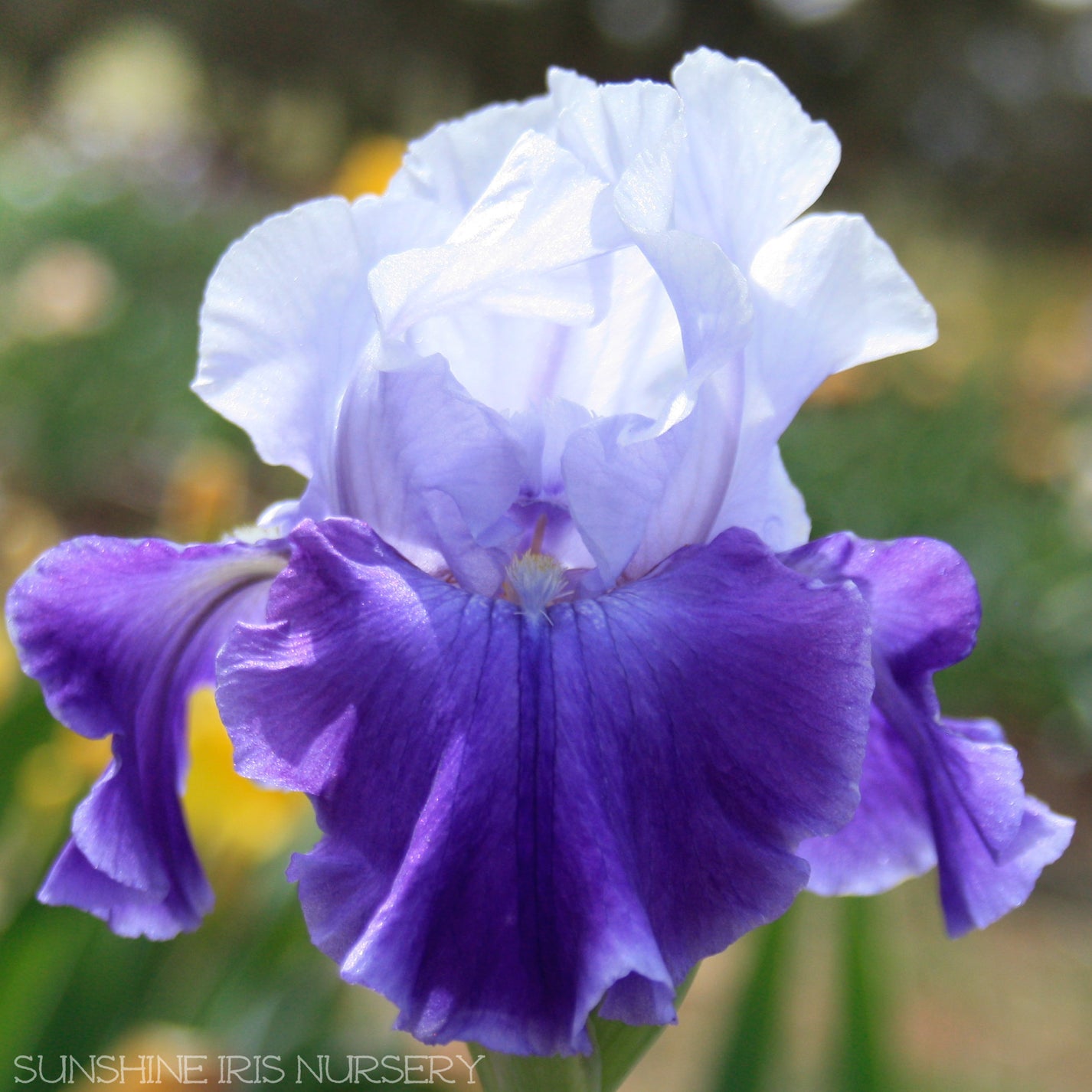 AZURE ANGEL | Iris Flowers | Iris Bulbs – Sunshine Iris and Daylily Nursery