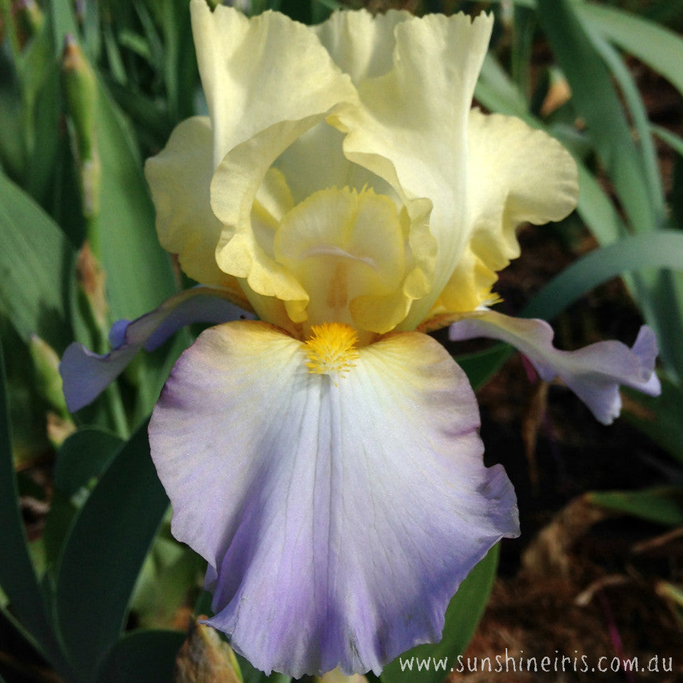 BETTY SIMON | Iris Flowers | Iris Bulbs – Sunshine Iris and Daylily Nursery