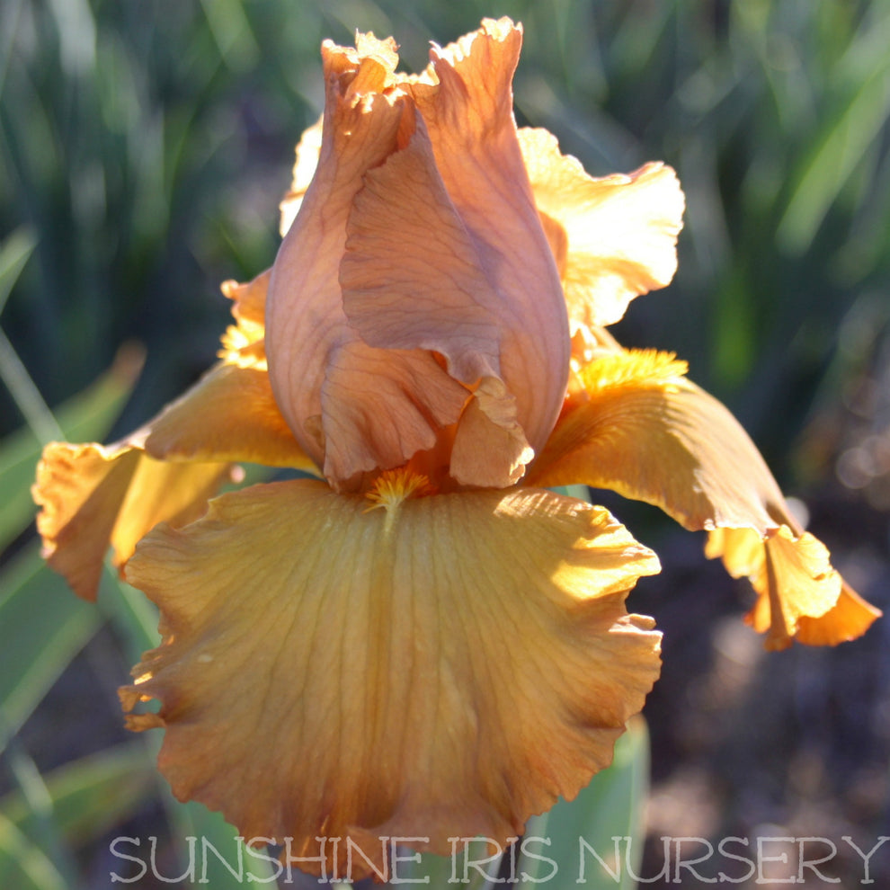 BRONZED AUSSIE | Iris Flowers | Iris Bulbs – Sunshine Iris and Daylily ...