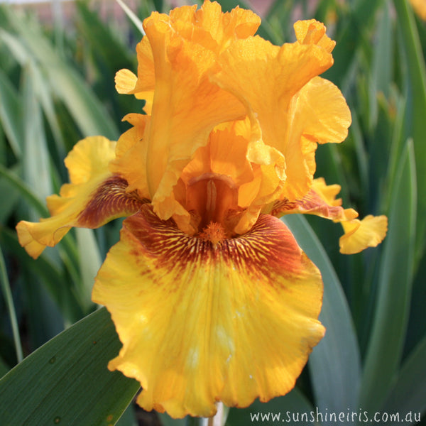 BURST | Iris Flowers | Iris Bulbs – Sunshine Iris and Daylily Nursery