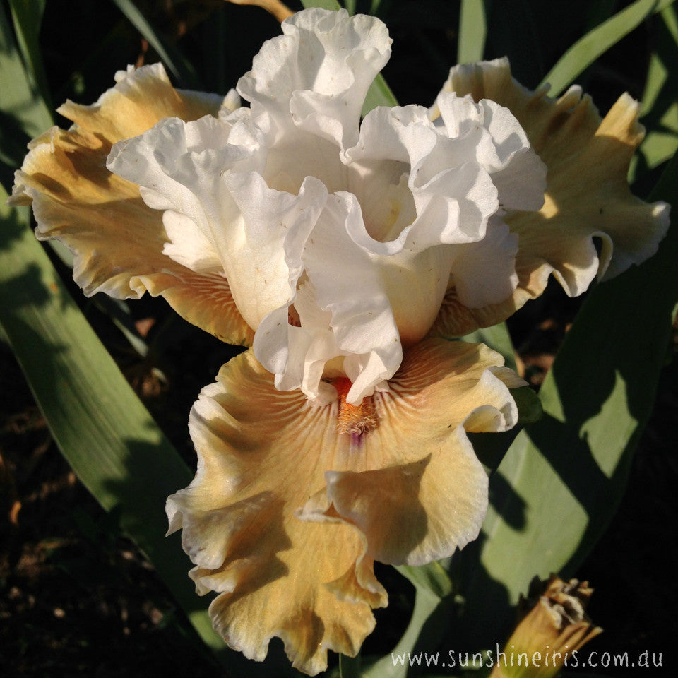 COFFEE WHISPERS | Iris Flowers | Iris Bulbs – Sunshine Iris and Daylily ...