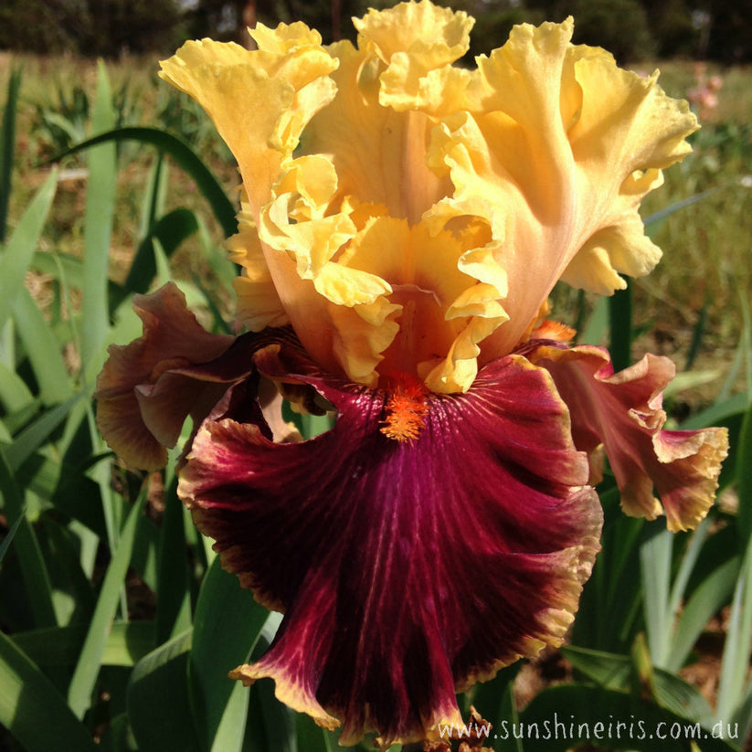 DECADENCE | Iris Flowers | Iris Bulbs – Sunshine Iris and Daylily Nursery