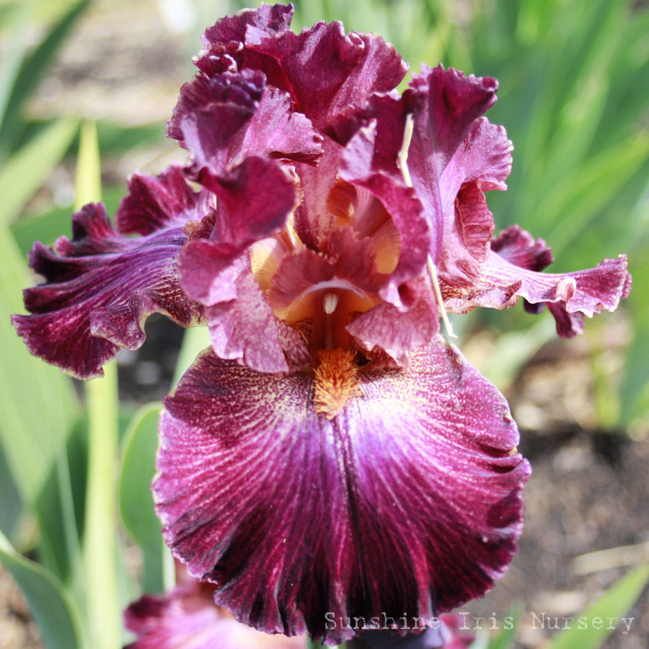 Products – Page 9 – Sunshine Iris Nursery
