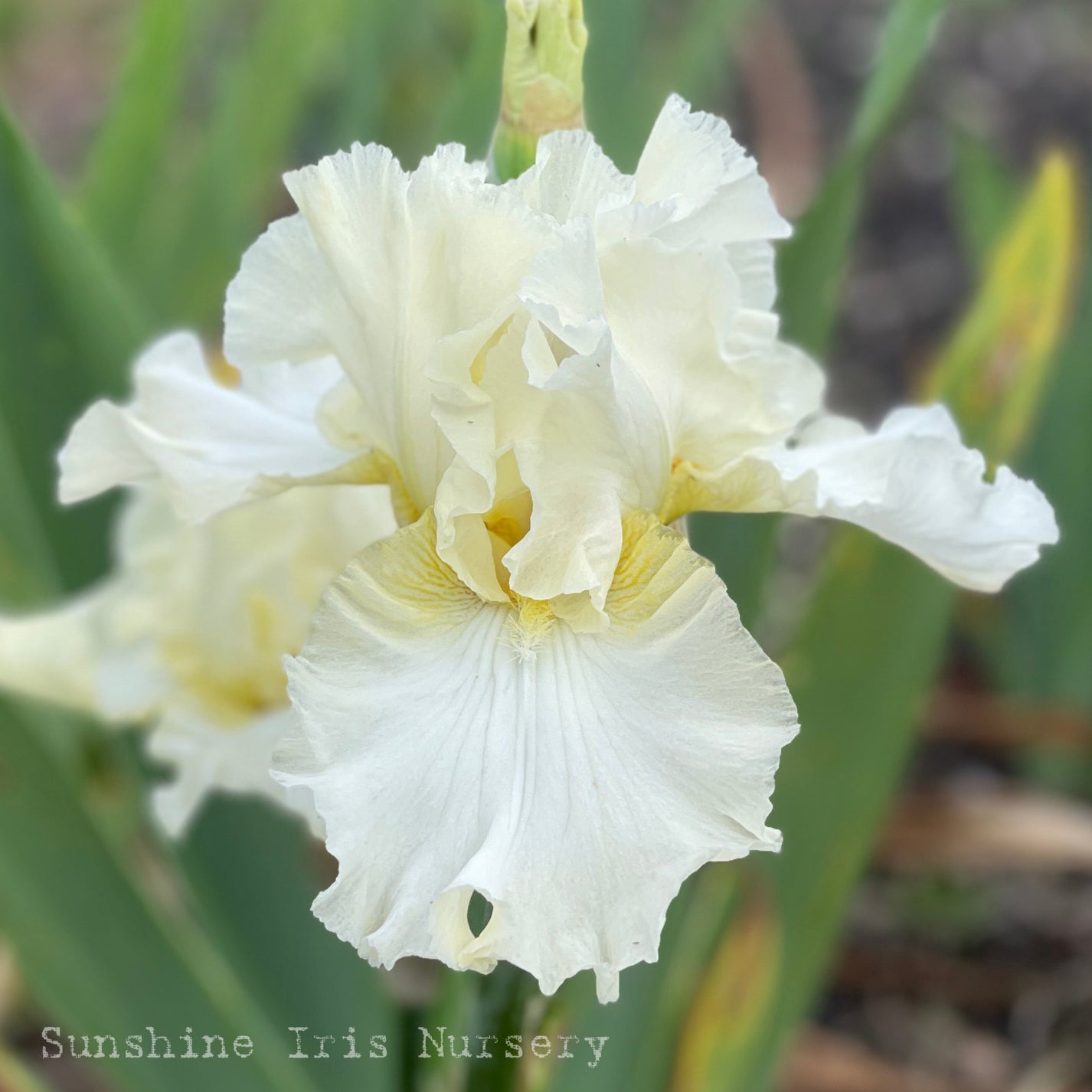 DREAMING IN CREAM | Iris Flowers | Iris Bulbs – Sunshine Iris Nursery