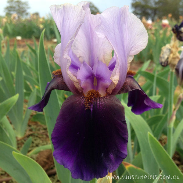 DUSKY EVENING | Iris Flowers | Iris Bulbs – Sunshine Iris and Daylily ...