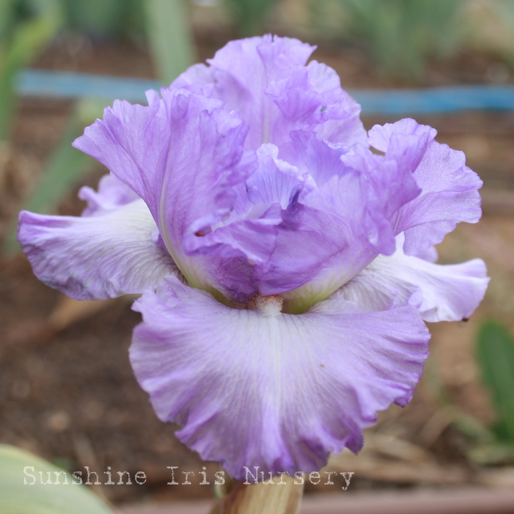 EXCUSE ME DARLING | Iris Flowers | Iris Bulbs – Sunshine Iris and ...