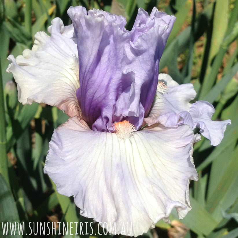 Fogbound | Iris Flowers | Iris Bulbs – Sunshine Iris and Daylily Nursery