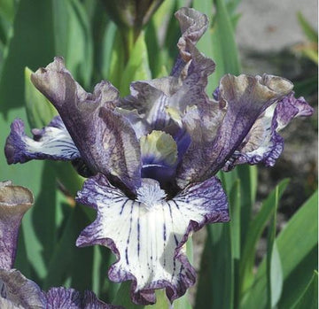 Products – Page 12 – Sunshine Iris and Daylily Nursery