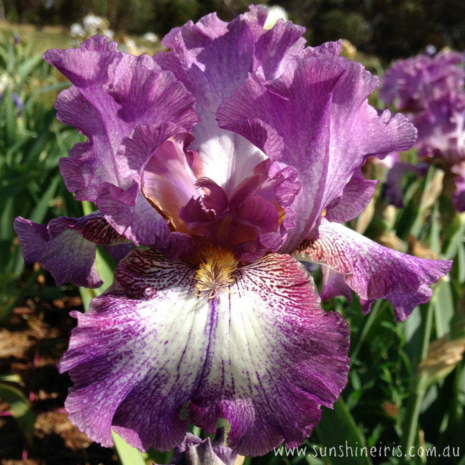FRENCH GOWN | Iris Flowers | Iris Bulbs – Sunshine Iris and Daylily Nursery