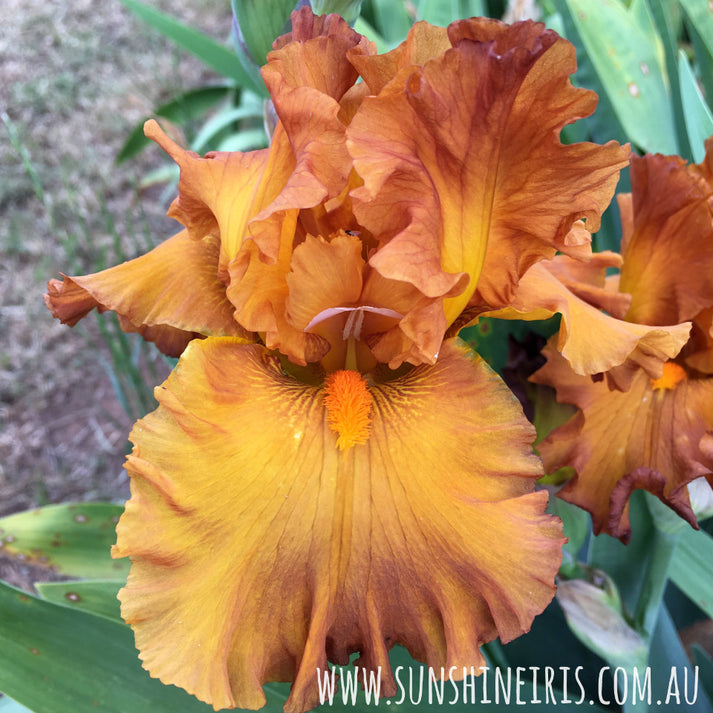 GOLDEN PANTHER | Iris Flowers | Iris Bulbs – Sunshine Iris and Daylily ...