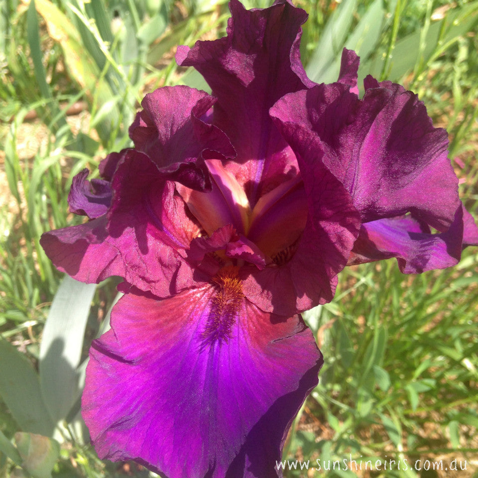 GRAPE EXPECTATIONS | Iris Flowers | Iris Bulbs – Sunshine Iris and ...