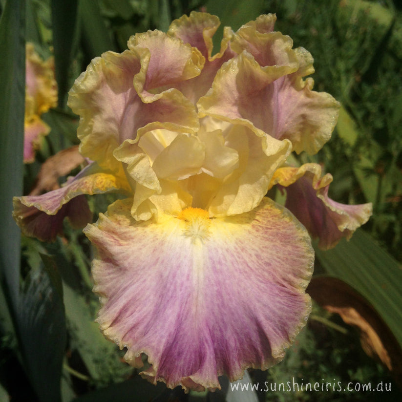 HIGH MASTER | Iris Flowers | Iris Bulbs – Sunshine Iris and Daylily Nursery