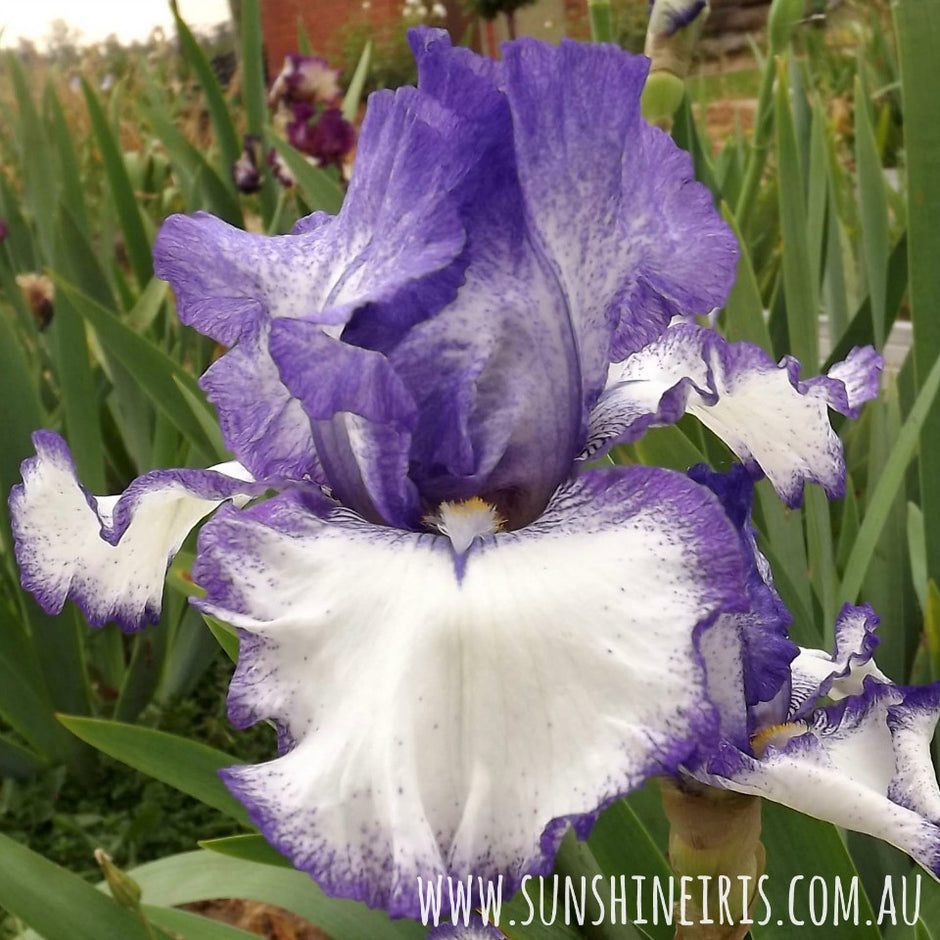 Tall irises - available tall bearded iris – Sunshine Iris Nursery