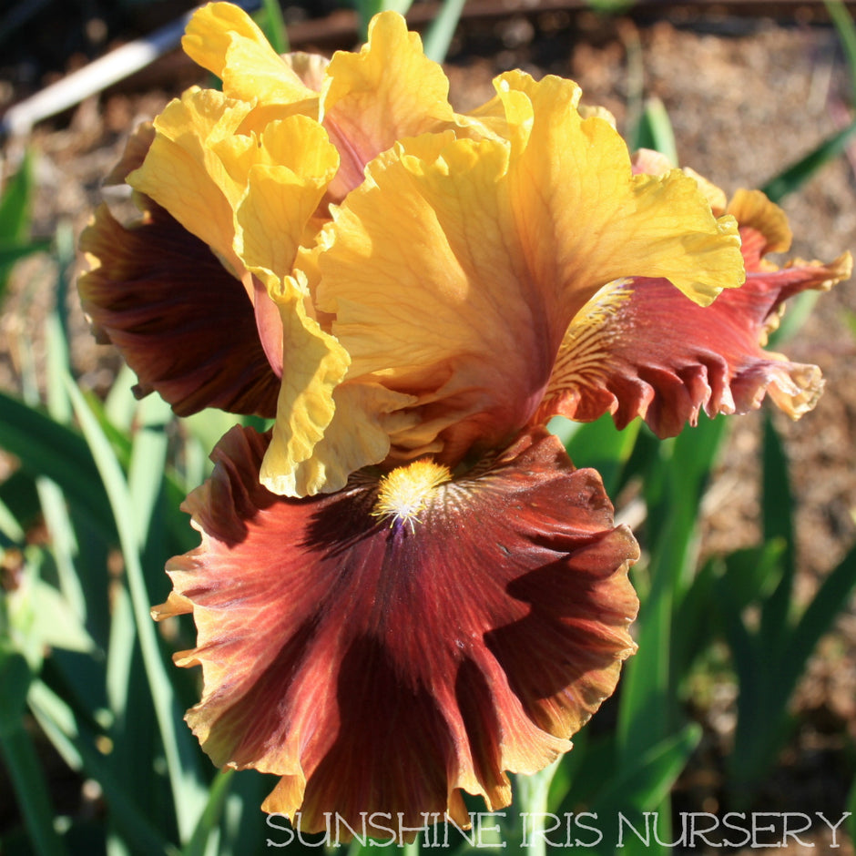 Products – Page 17 – Sunshine Iris Nursery