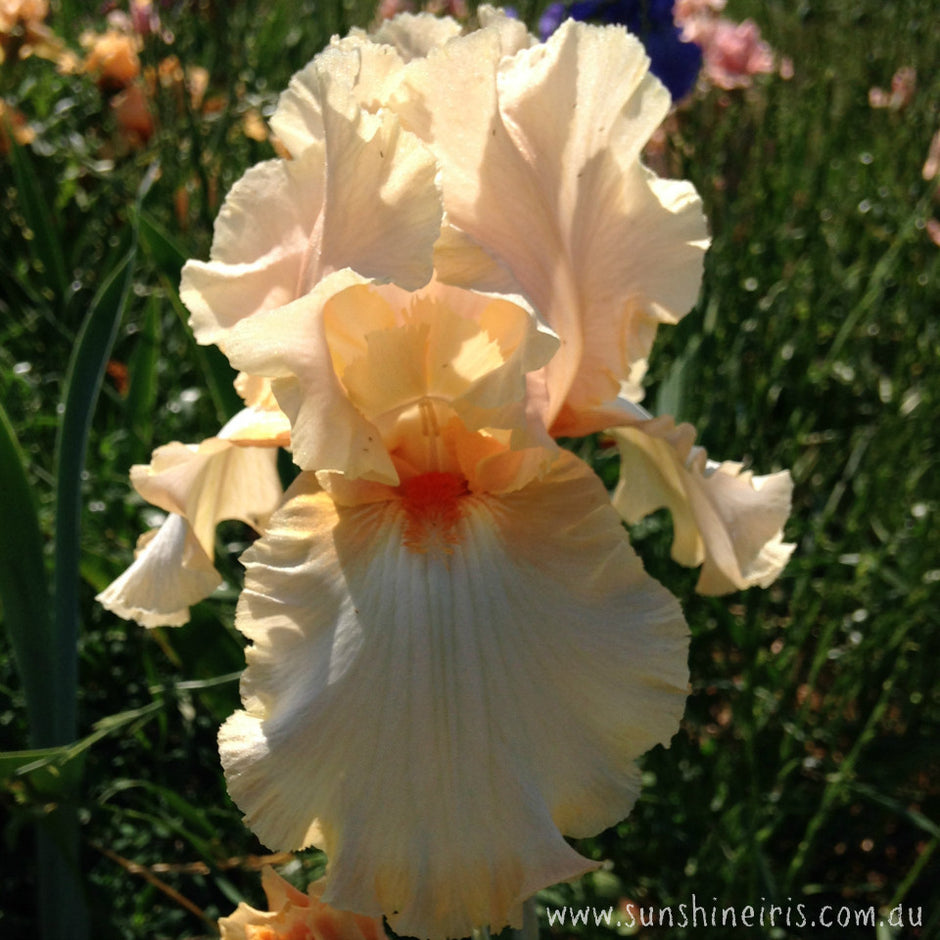 Products – Page 19 – Sunshine Iris and Daylily Nursery