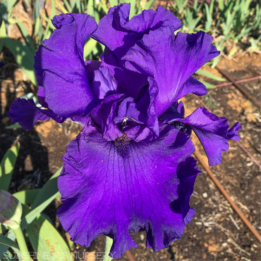 Products – Page 19 – Sunshine Iris Nursery