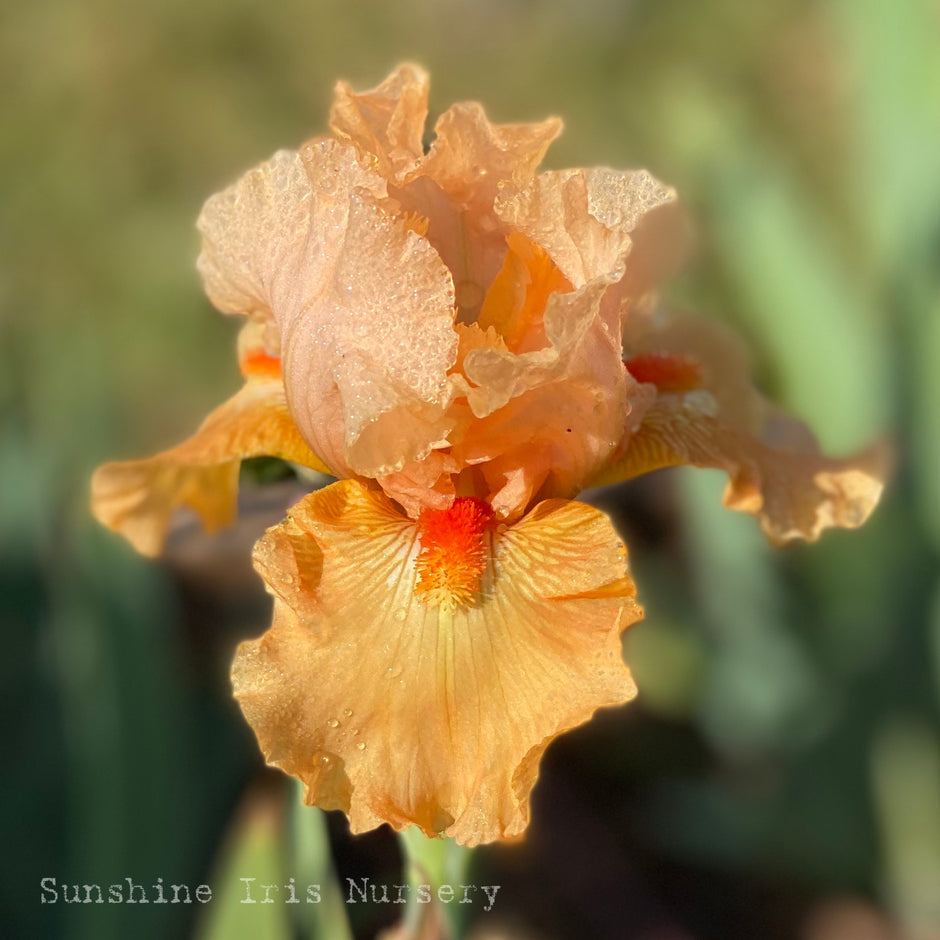 Products – Page 20 – Sunshine Iris and Daylily Nursery