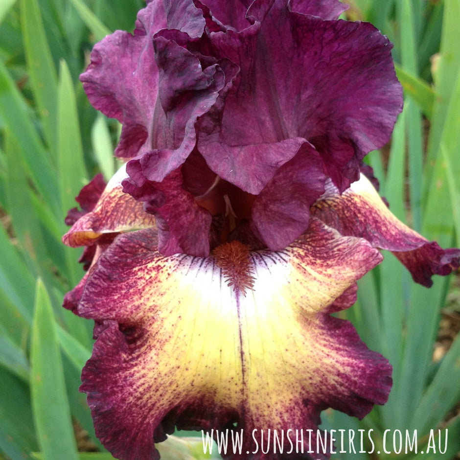 Sunshine Iris Nursery – Page 21