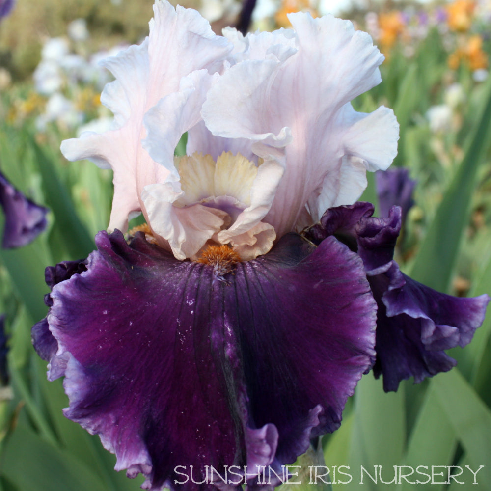 PARIS OPTION | Iris Flowers | Iris Bulbs – Sunshine Iris and Daylily ...