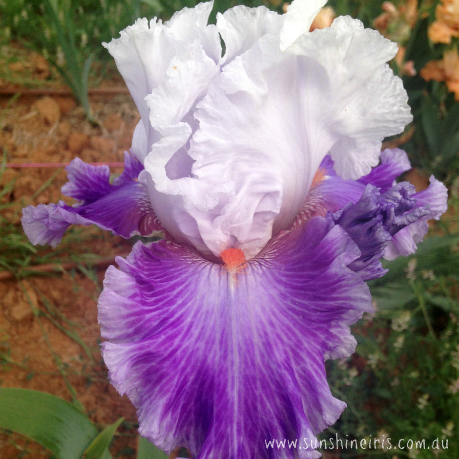 Products – Page 23 – Sunshine Iris Nursery