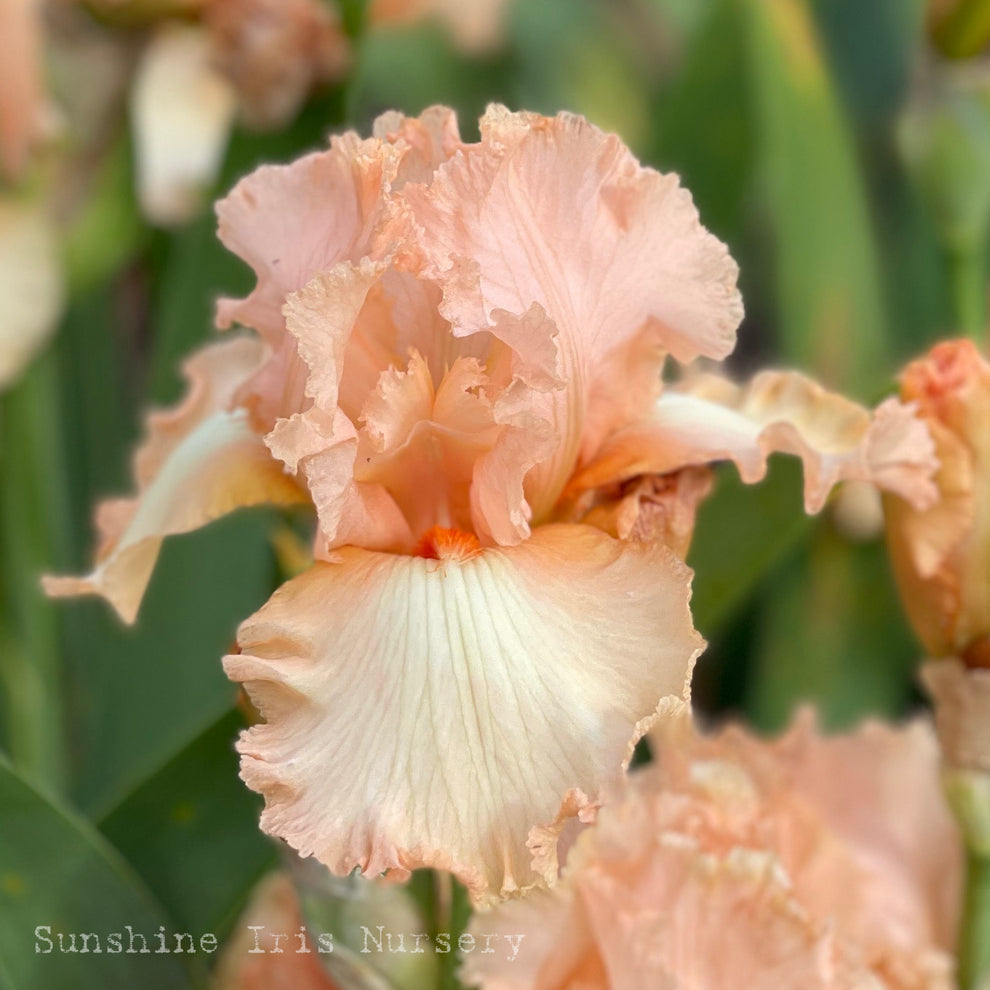RIBANDS | Iris Flowers | Iris Bulbs – Sunshine Iris and Daylily Nursery