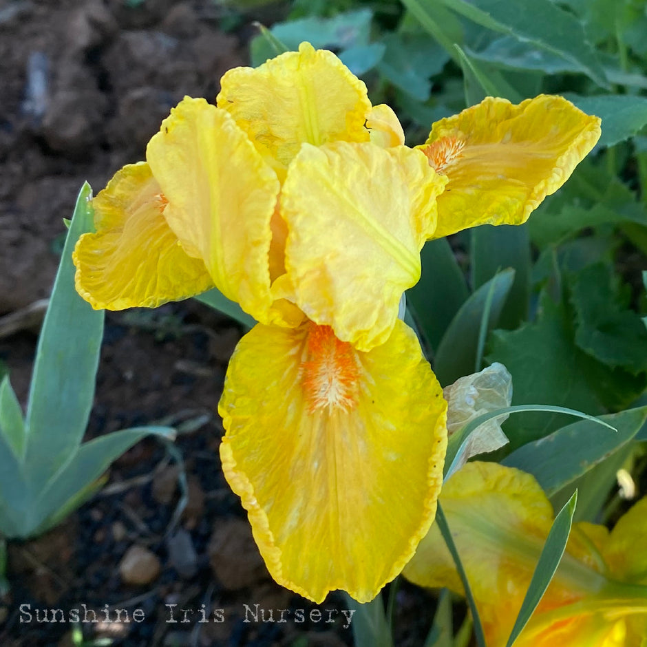 Iris Flowers - Daylily Flowers - Iris Bulbs - Daylily Bulbs – Sunshine ...